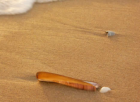 Le couteau de mer ou Solen. – è molto goloso