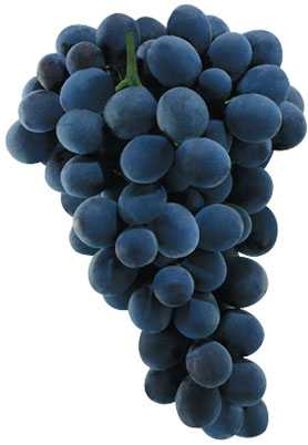 Le Raisin noir AOC Muscat du Ventoux. – è molto goloso