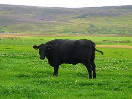 Orkney Beef PDO (AOP) Royaume-Uni (Ecosse). – è molto goloso