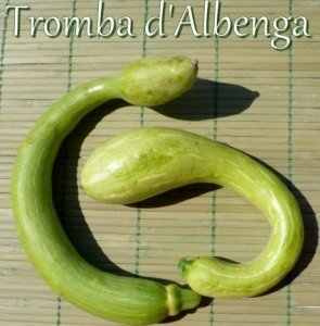 La courgette trompette (Trompette de Nice). – è molto goloso