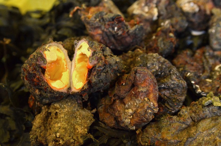 Biju coquillage – Figue de mer ou violet. – è molto goloso