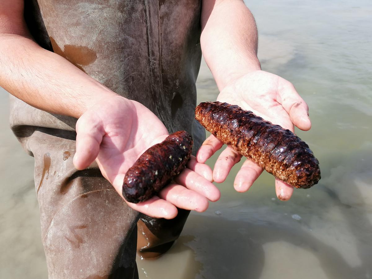 Le Concombre de mer (Holothurie). – è molto goloso